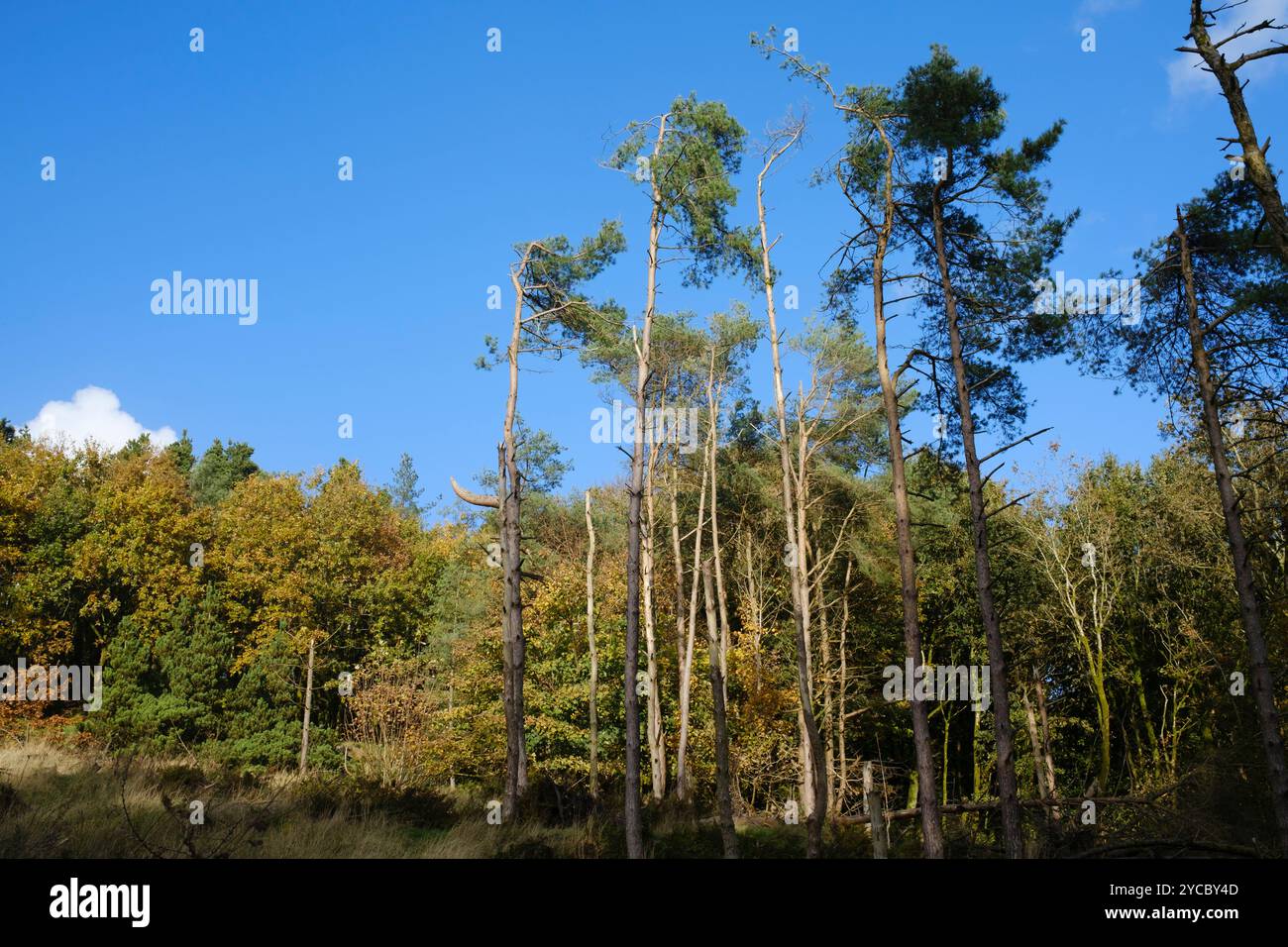 Tall pine trees tower under a clear blue sky in a peaceful forest ...