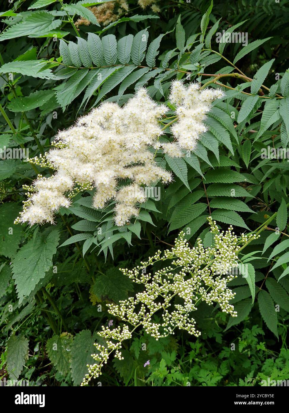 False spirea (Sorbaria sorbifolia) blossom and buds Stock Photo - Alamy