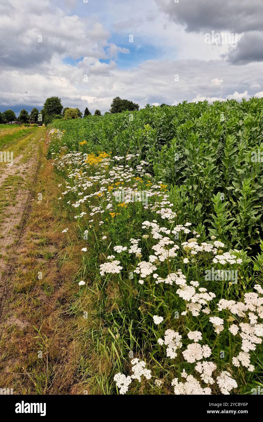 North holland brown beans hi-res stock photography and images - Alamy