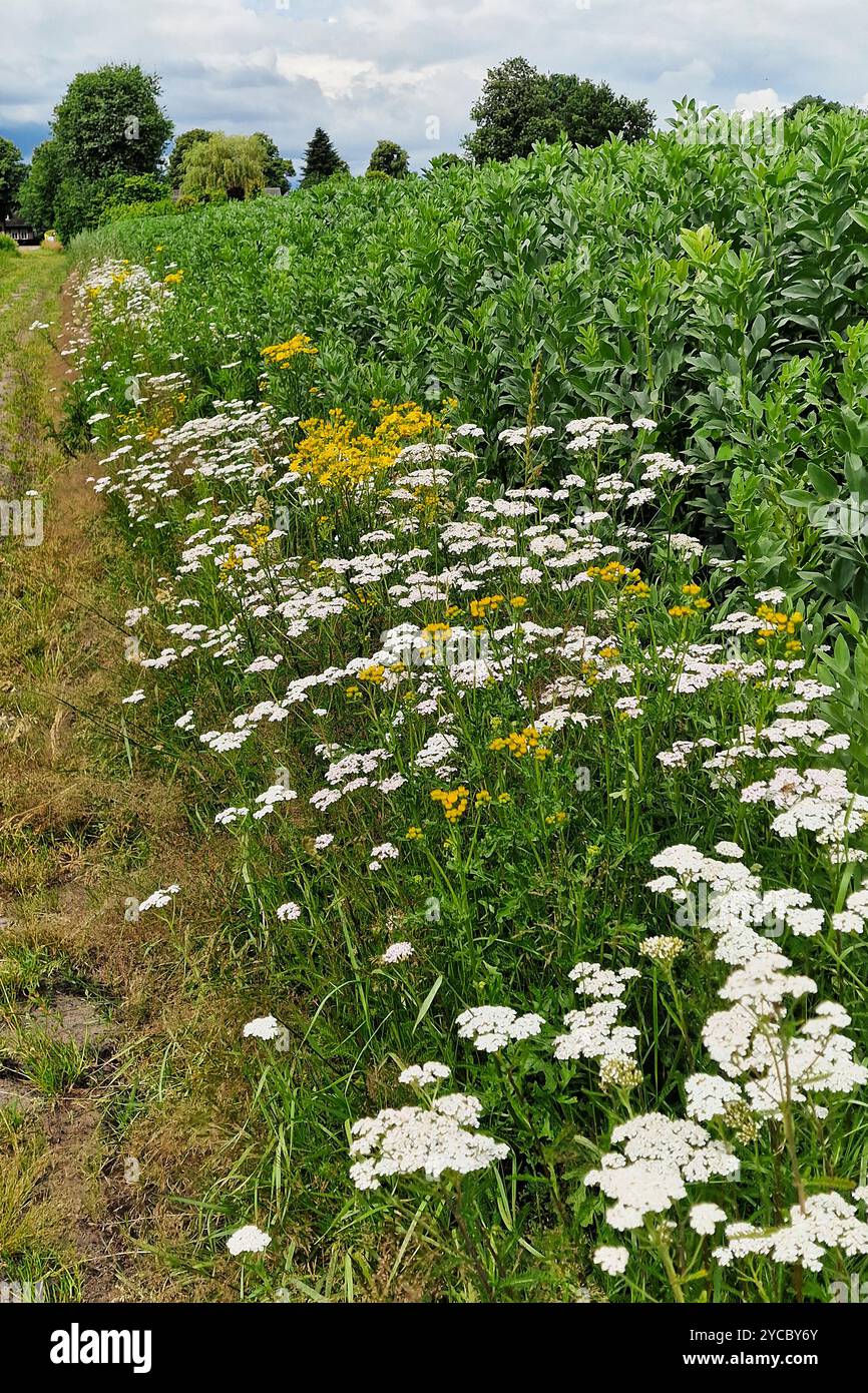 Flowery verge with Common Yarrow (Achillea millefolium) along field ...