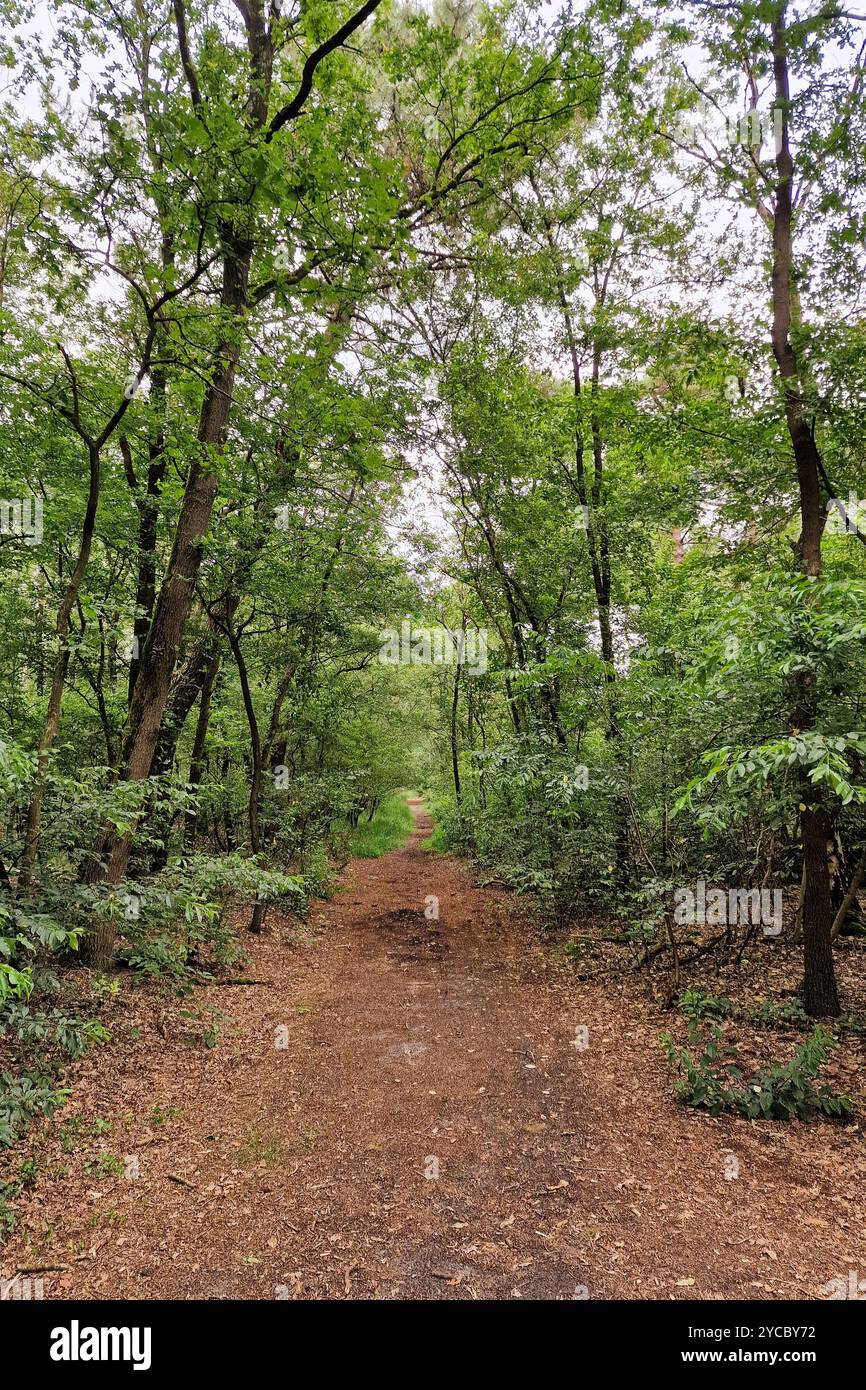 Wood-path in deciduous forest Stock Photo - Alamy