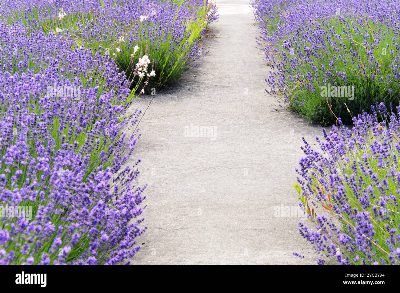 Lavender gravel path hi-res stock photography and images - Alamy