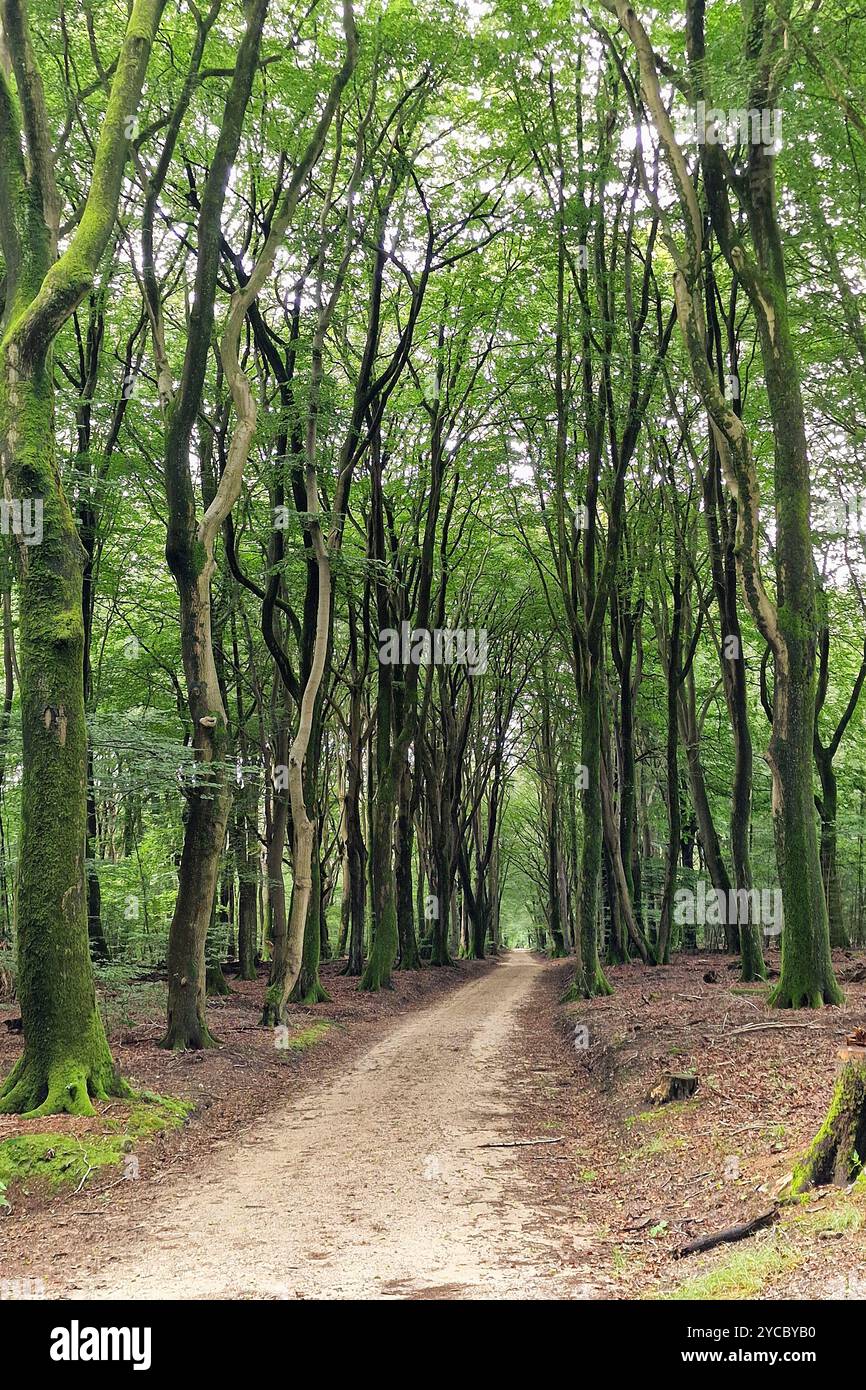 Forest path with beech trees hi-res stock photography and images - Alamy