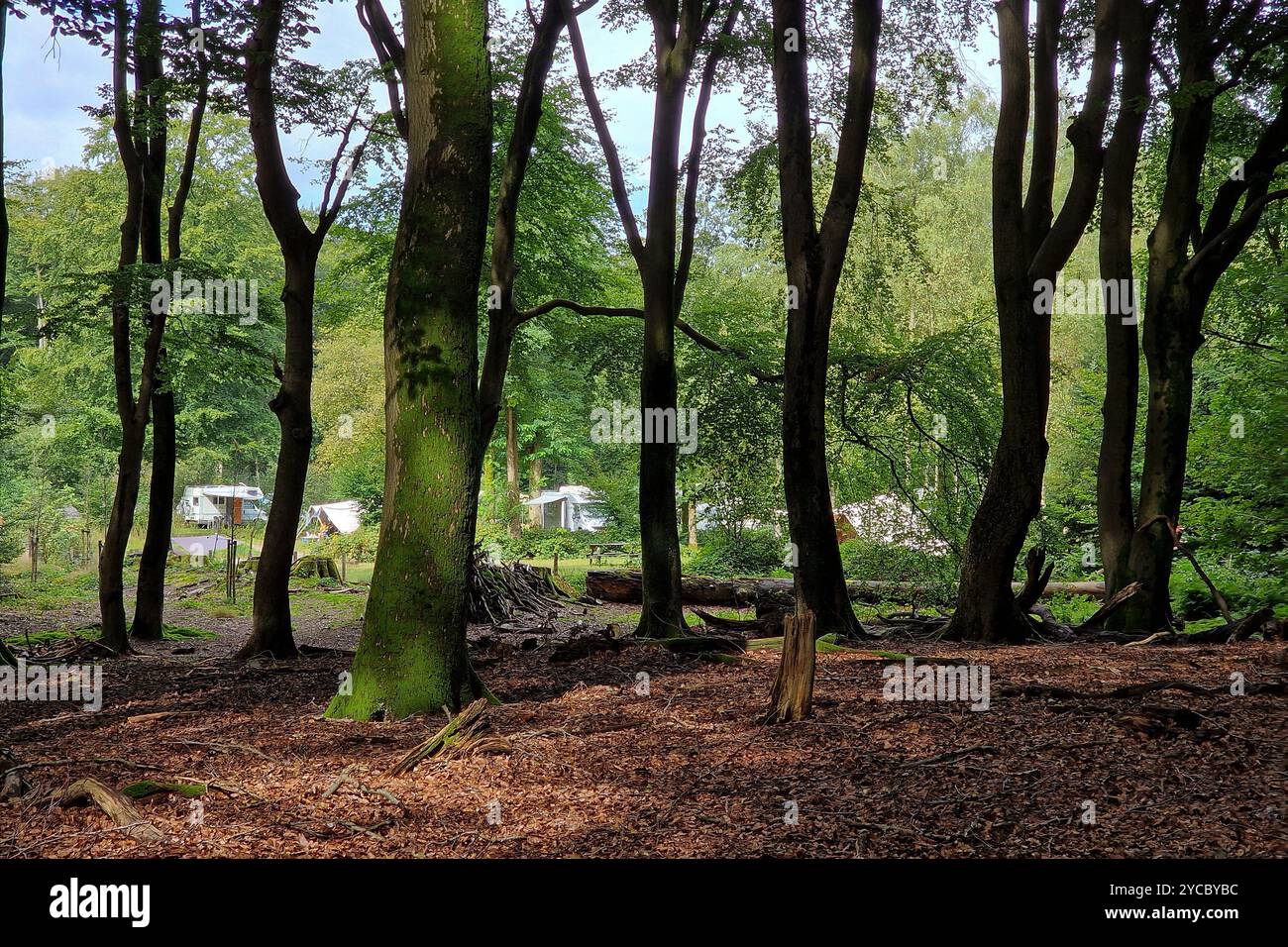 Camp site and trees hi-res stock photography and images - Alamy