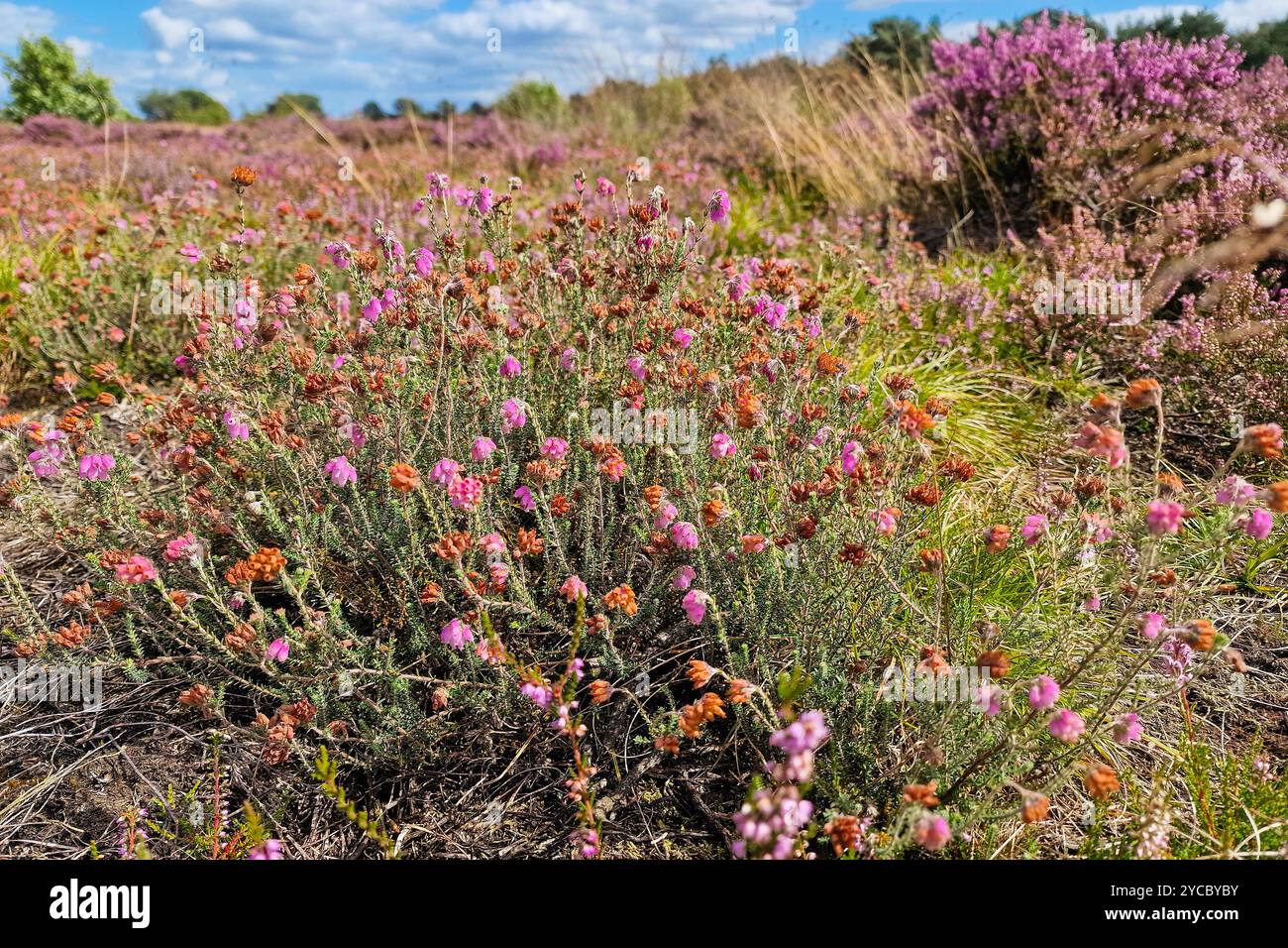 Cross-leaved heath (Erica tetralix), flowering in heathland Stock Photo ...