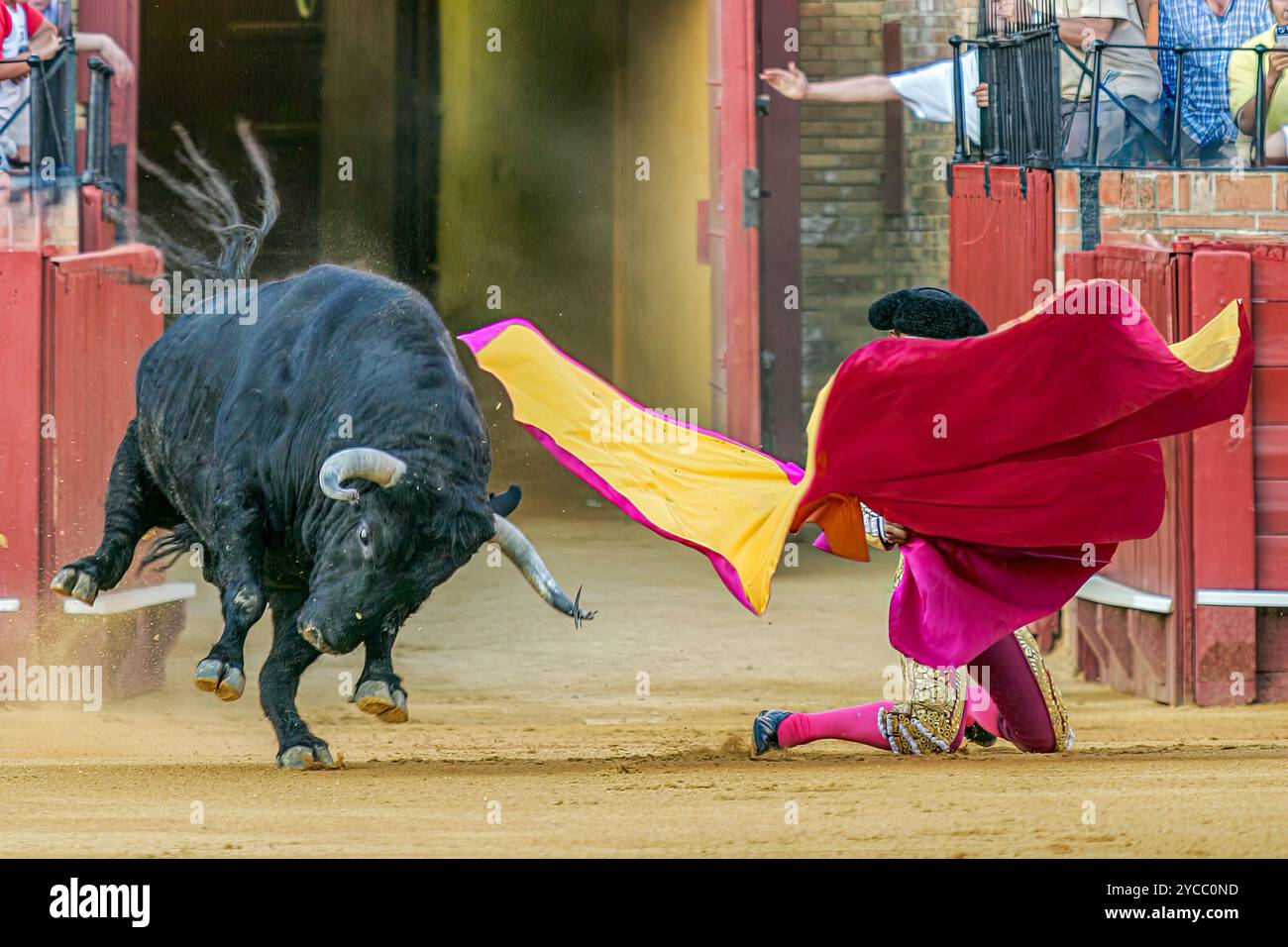 A dramatic scene of a bullfighter kneeling as a bull charges during a ...