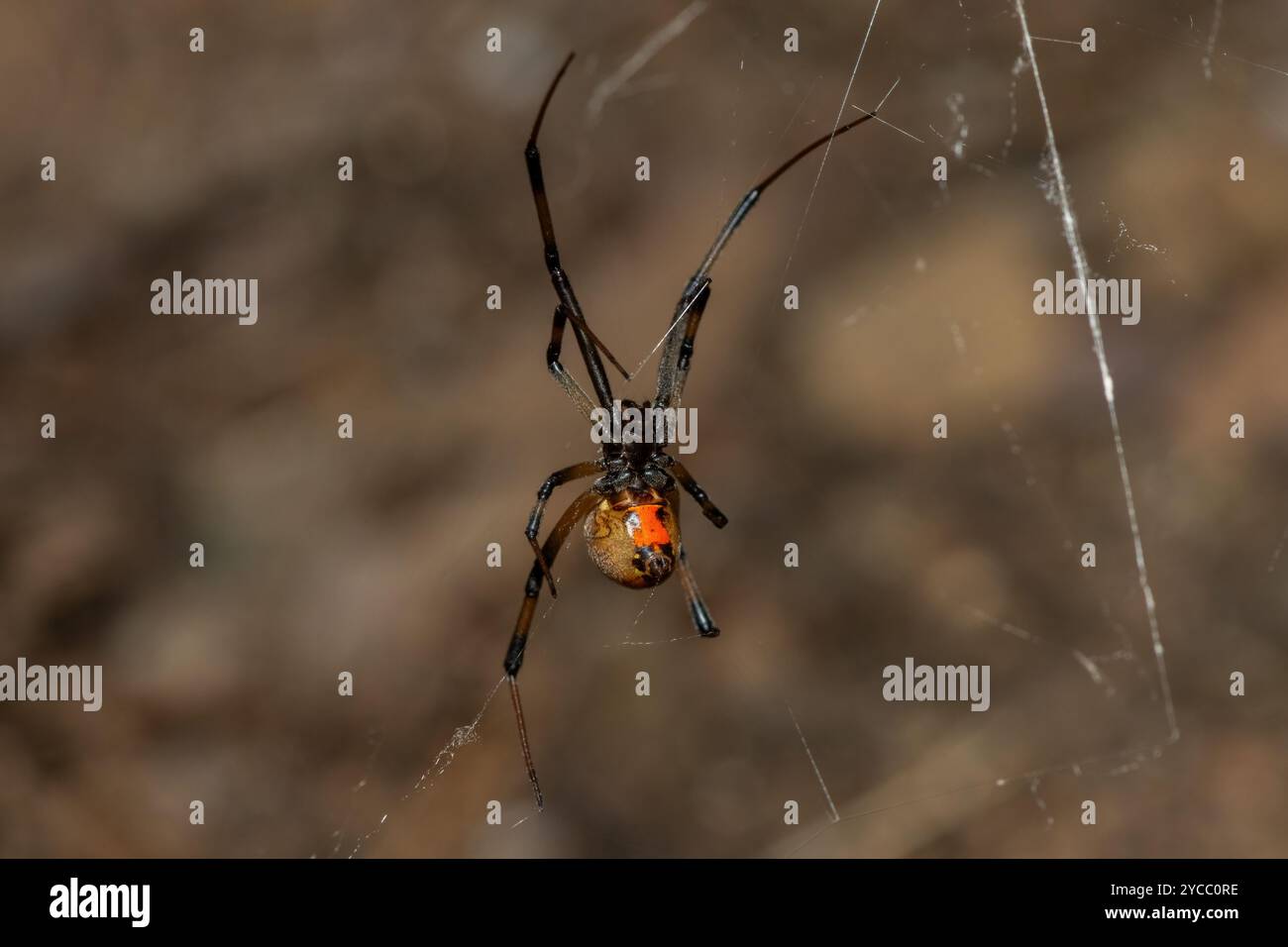 A venomous Brown button spider (Latrodectus geometricus) on its web in ...