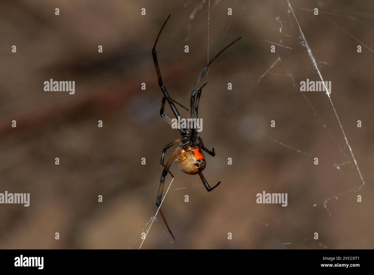 A venomous Brown button spider (Latrodectus geometricus) on its web in ...