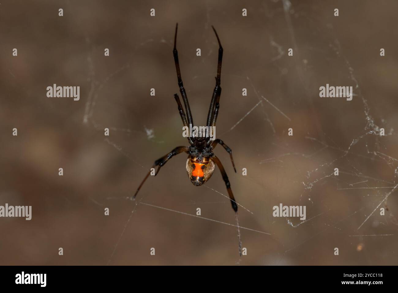 A venomous Brown button spider (Latrodectus geometricus) on its web in ...