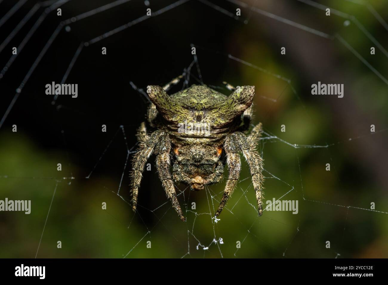 Common bark spider hi-res stock photography and images - Alamy