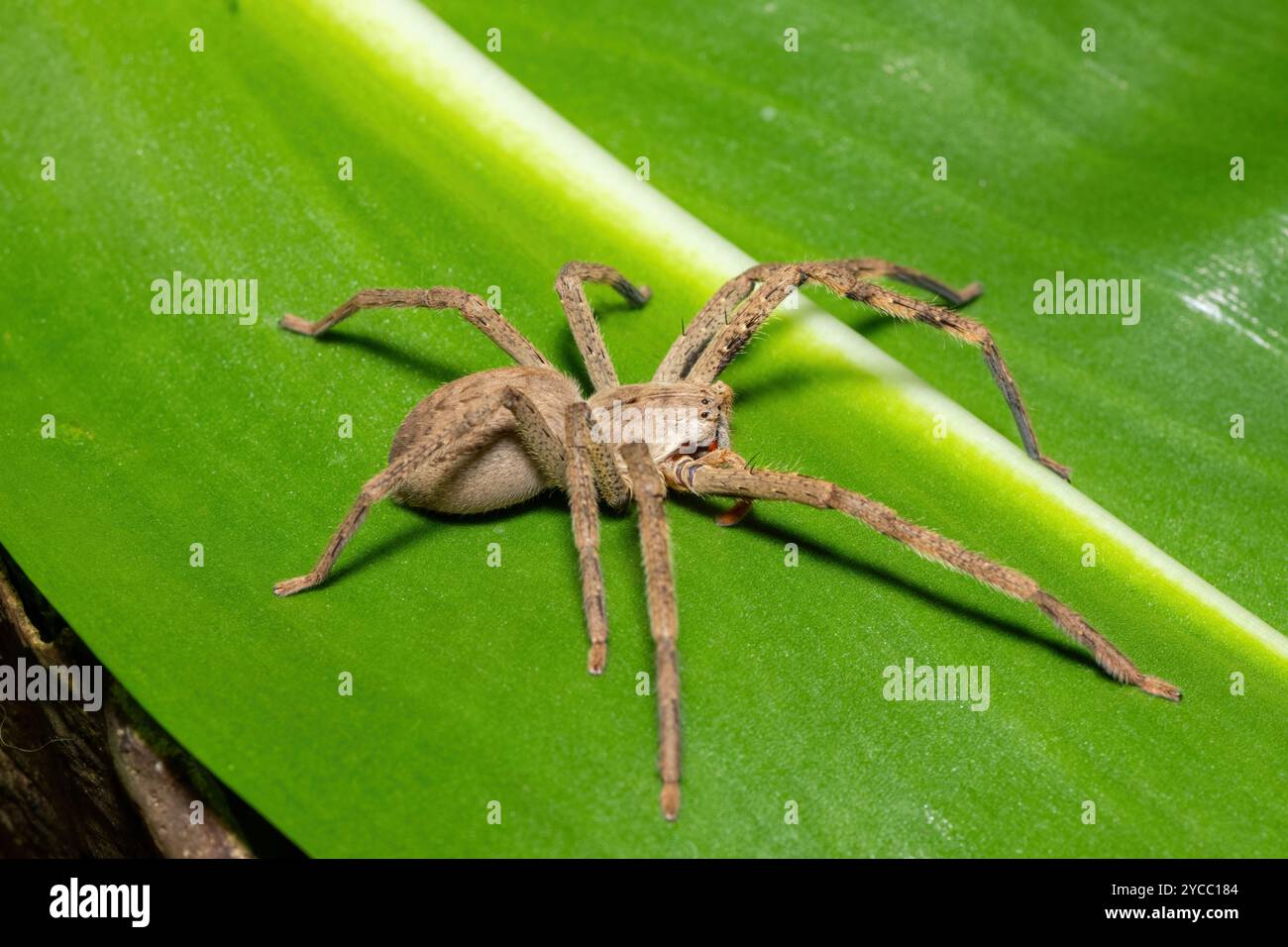 A beautiful female common rain spider (Palystes superciliosus), a ...