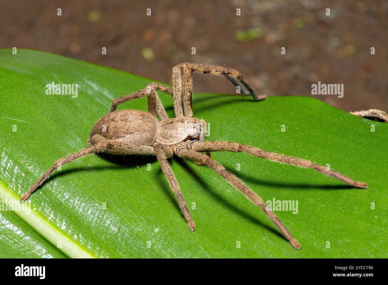 A beautiful female common rain spider (Palystes superciliosus), a ...