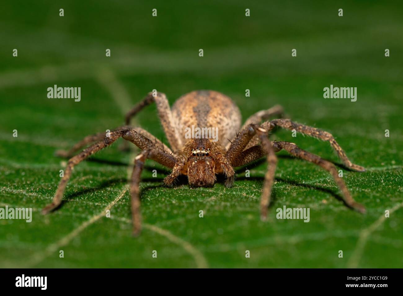 A beautiful spotted huntsman spider (Panaretella sp) in the wild Stock ...
