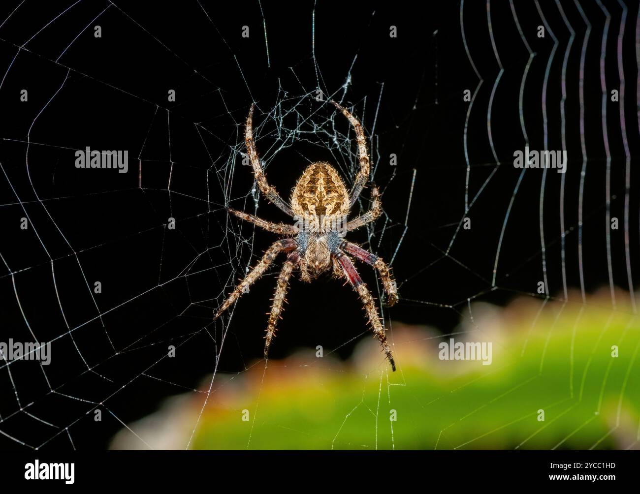 A beautiful hairy field spider (Neoscona sp) on its web on a warm ...