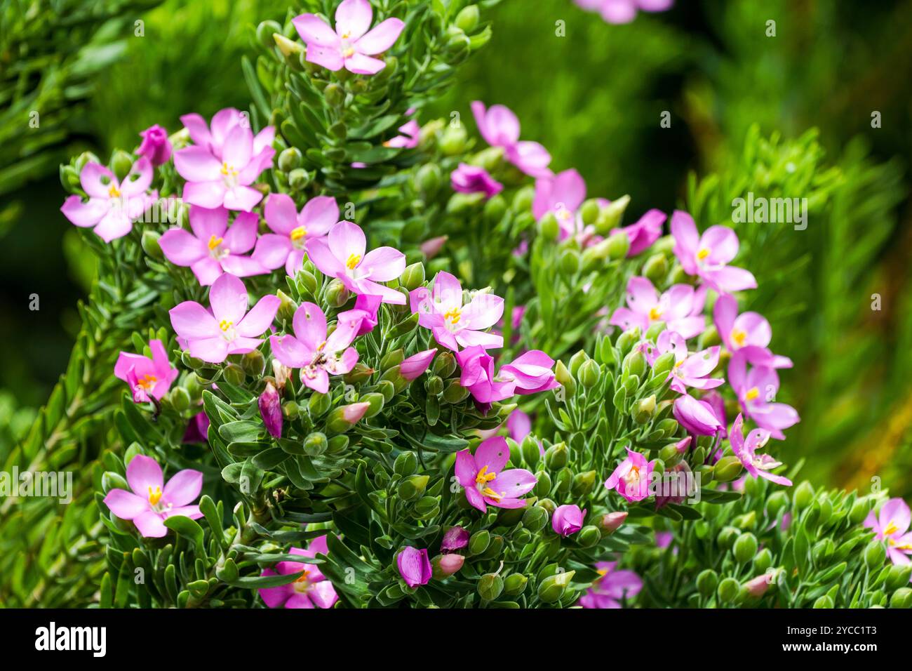 Fynbos flower hi-res stock photography and images - Alamy