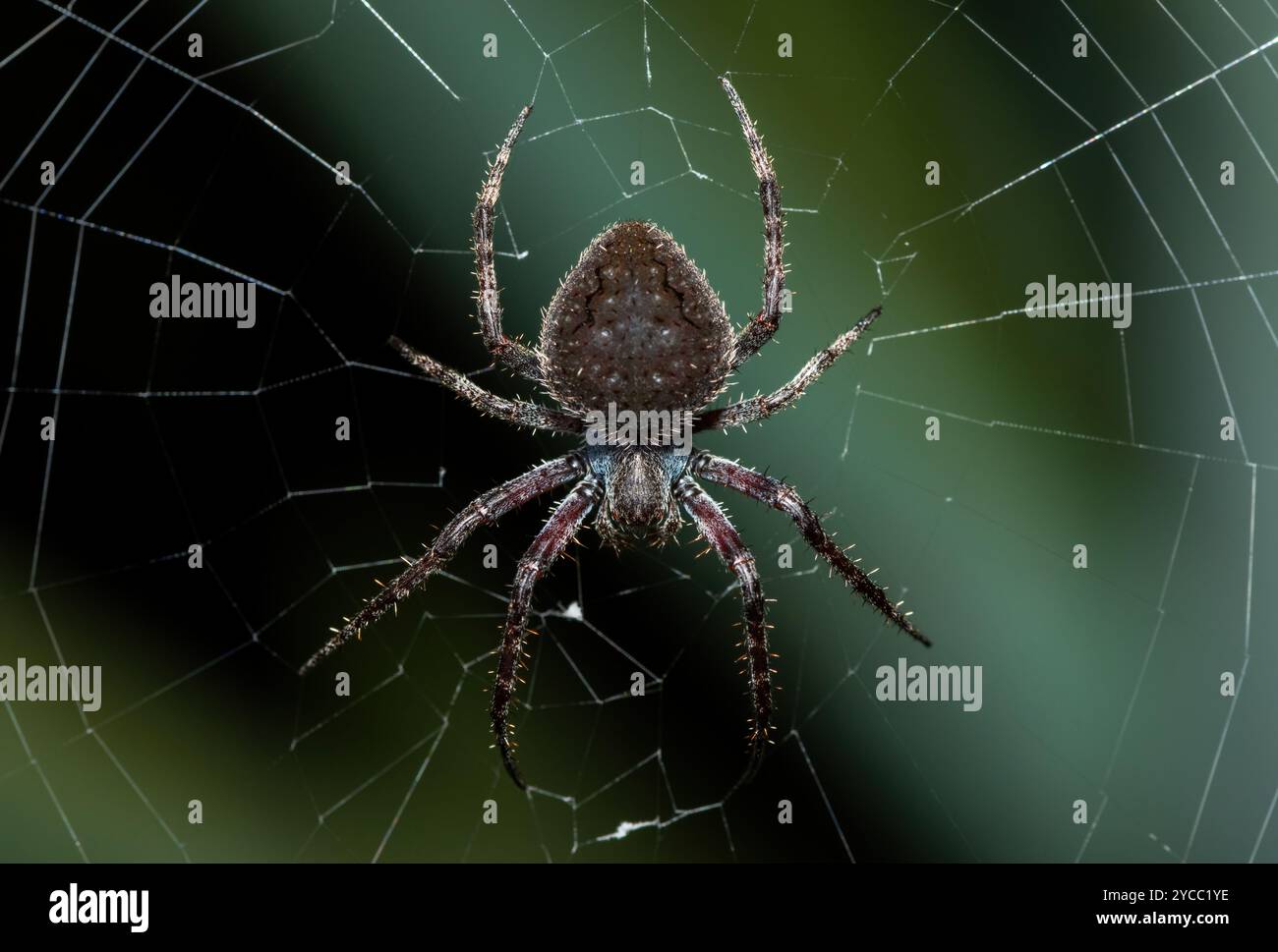 A beautiful hairy field spider (Neoscona sp) on its web on a warm ...