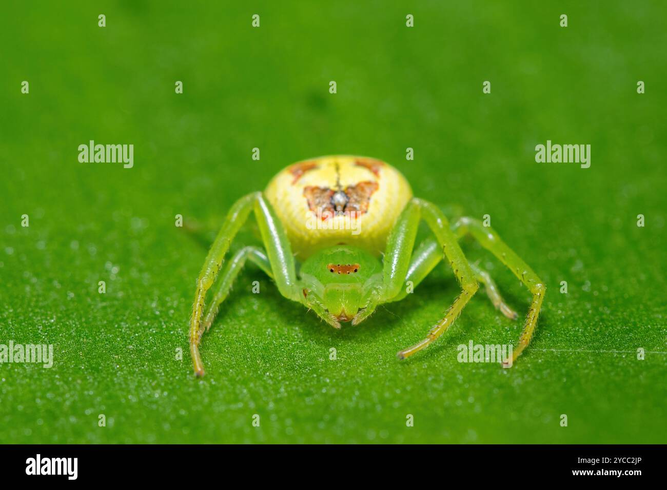 African mask crab spider hi-res stock photography and images - Alamy