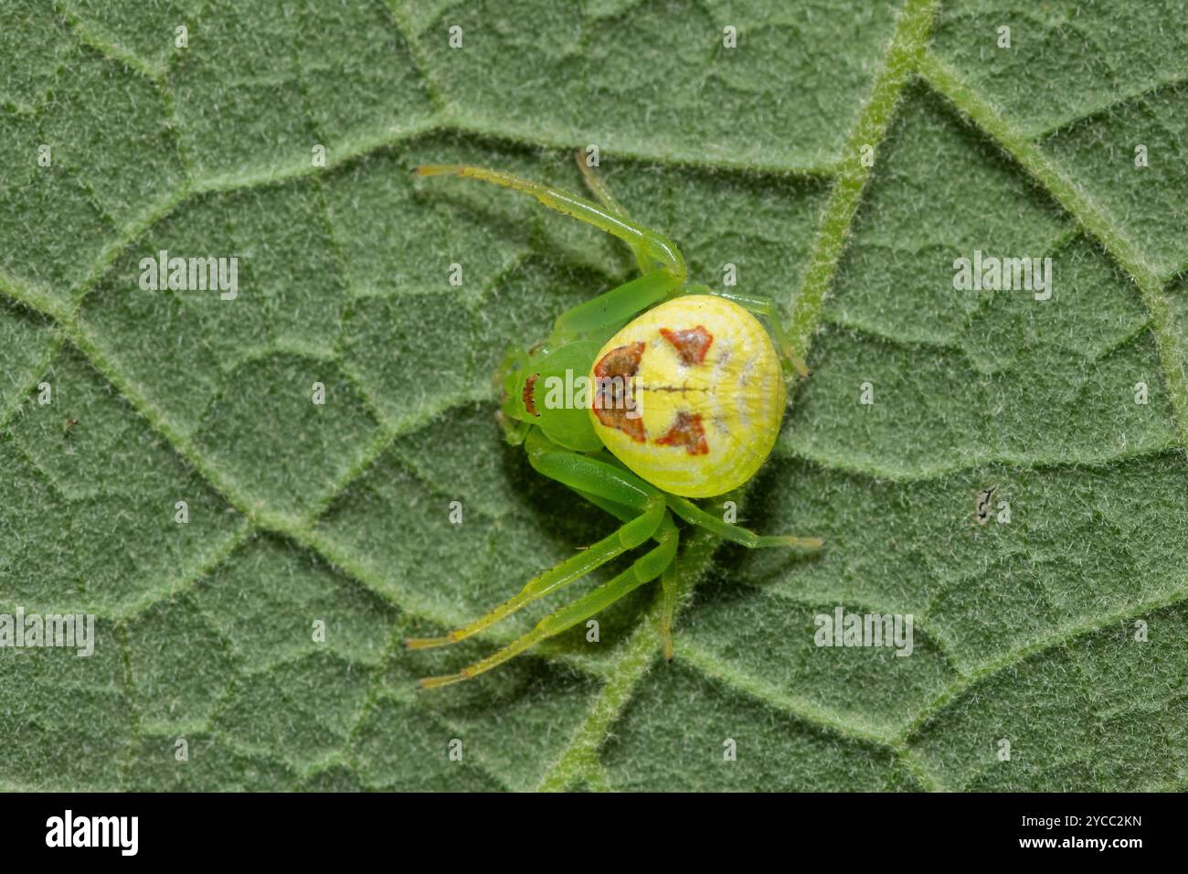 A beautiful African mask crab spider (Synema sp Stock Photo - Alamy