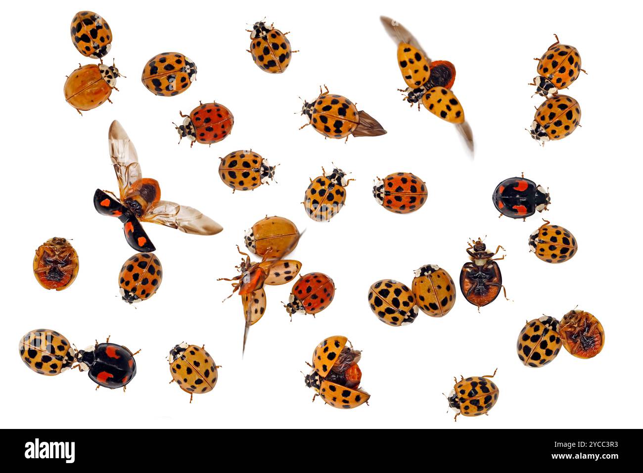 top view of ladybugs in different positions isolated on white ...