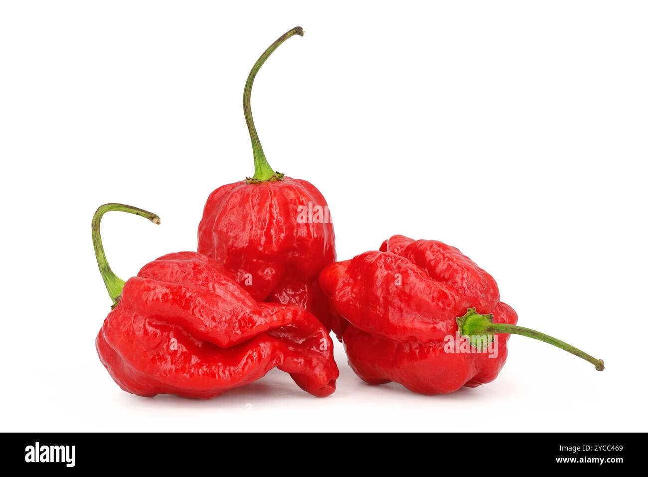 The ghost pepper, bhut jolokia, isolated on white background, very hot ...