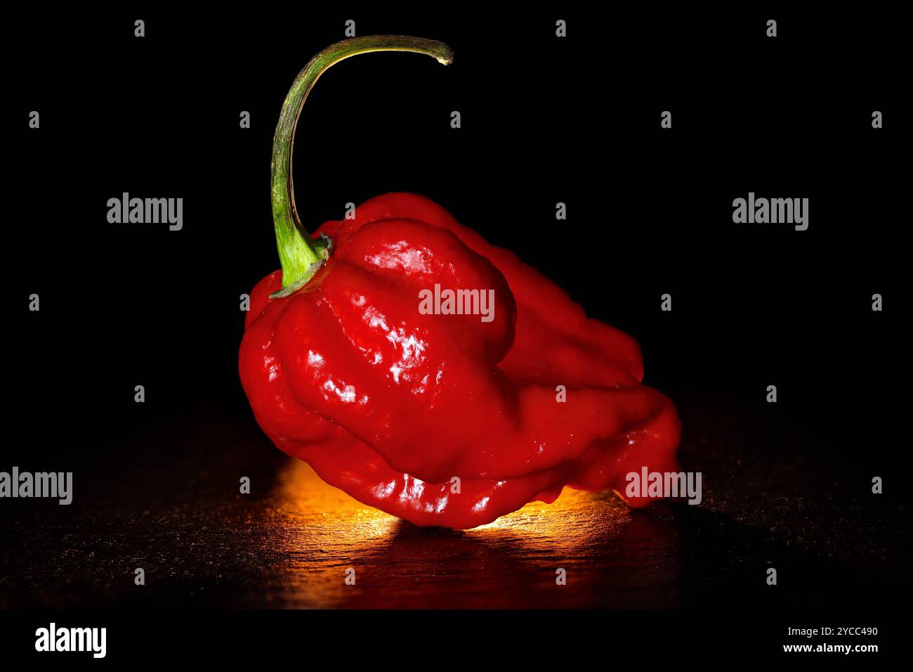 A single, ripe ghost pepper, bhut jolokia, in front of a flame isolated ...