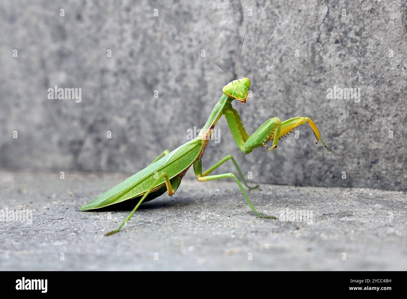 Green European praying mantis, Manits religiosa, isolated on gray stone ...