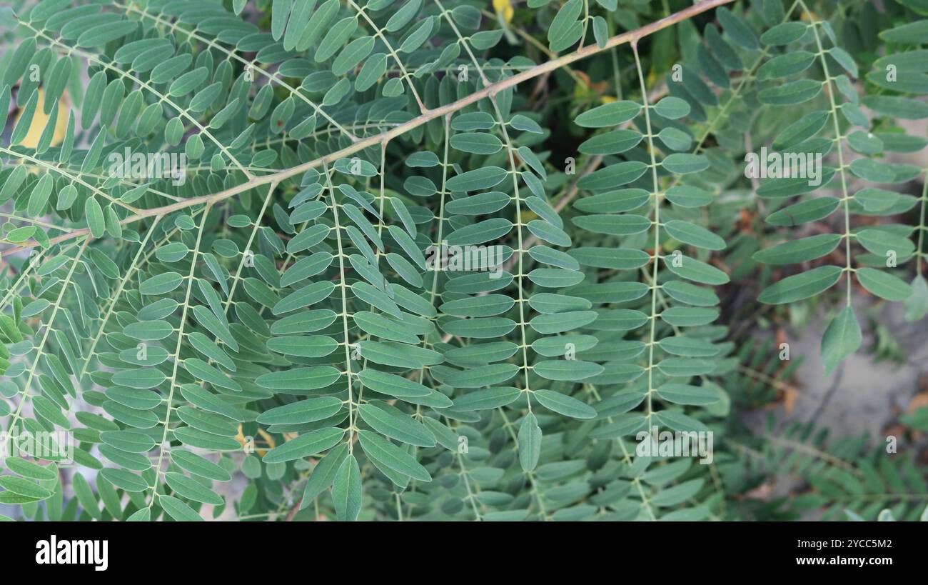 green background with acacia leaves close-up, natural texture with a ...