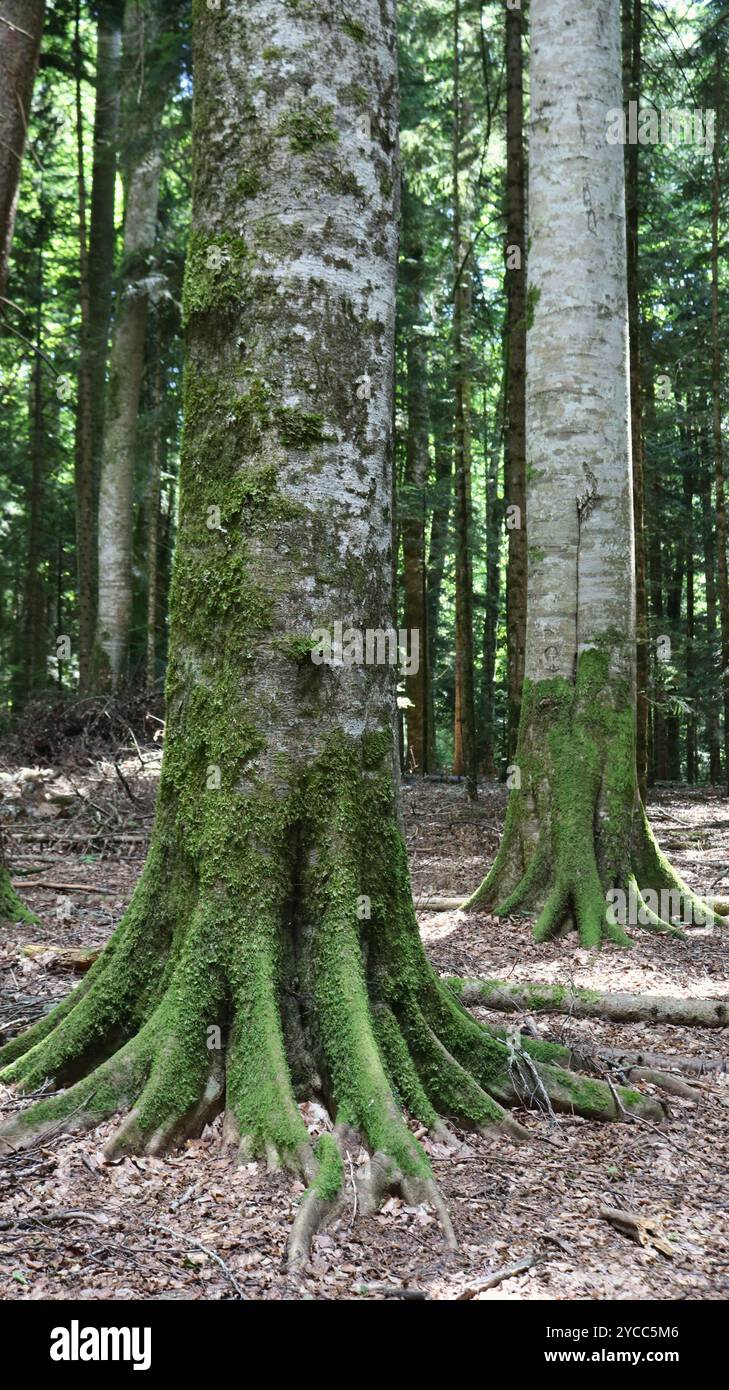 vertical photo of old forest with tall textured tree trunks covered ...