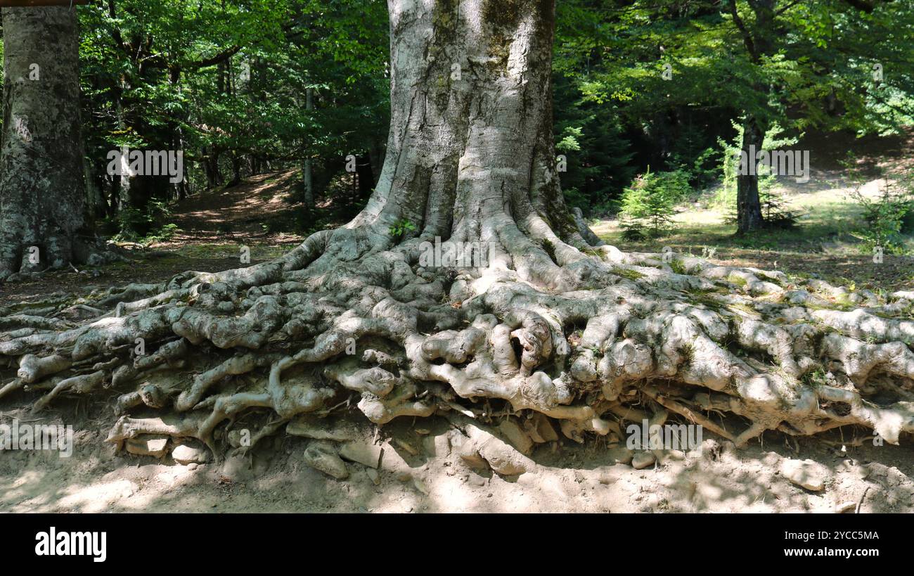Curly roots hi-res stock photography and images - Alamy