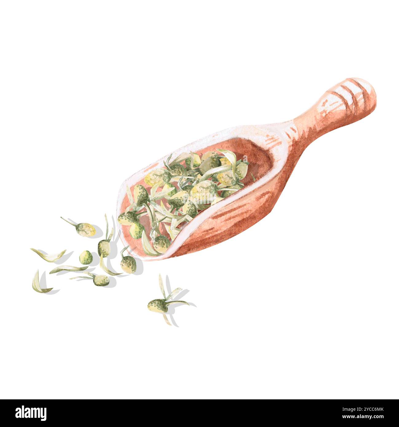 Composition of wooden spatula with dried petals and cores of chamomile ...