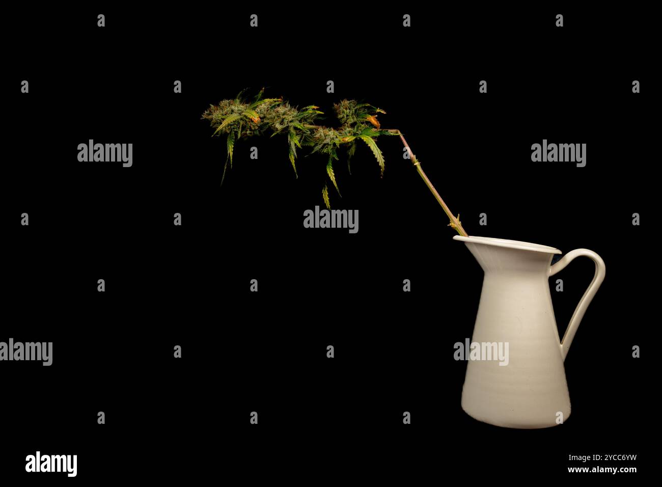 Ripened medical bloom marijuana flower with black background Stock ...