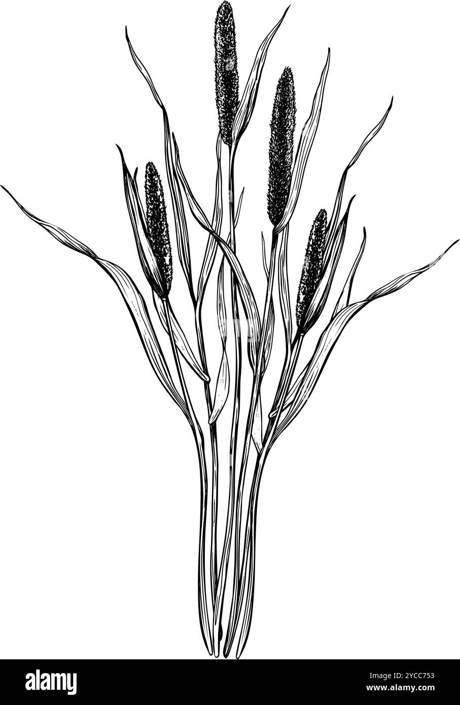 Timothy grass composition. Hand drawn vector illustration isolated on ...
