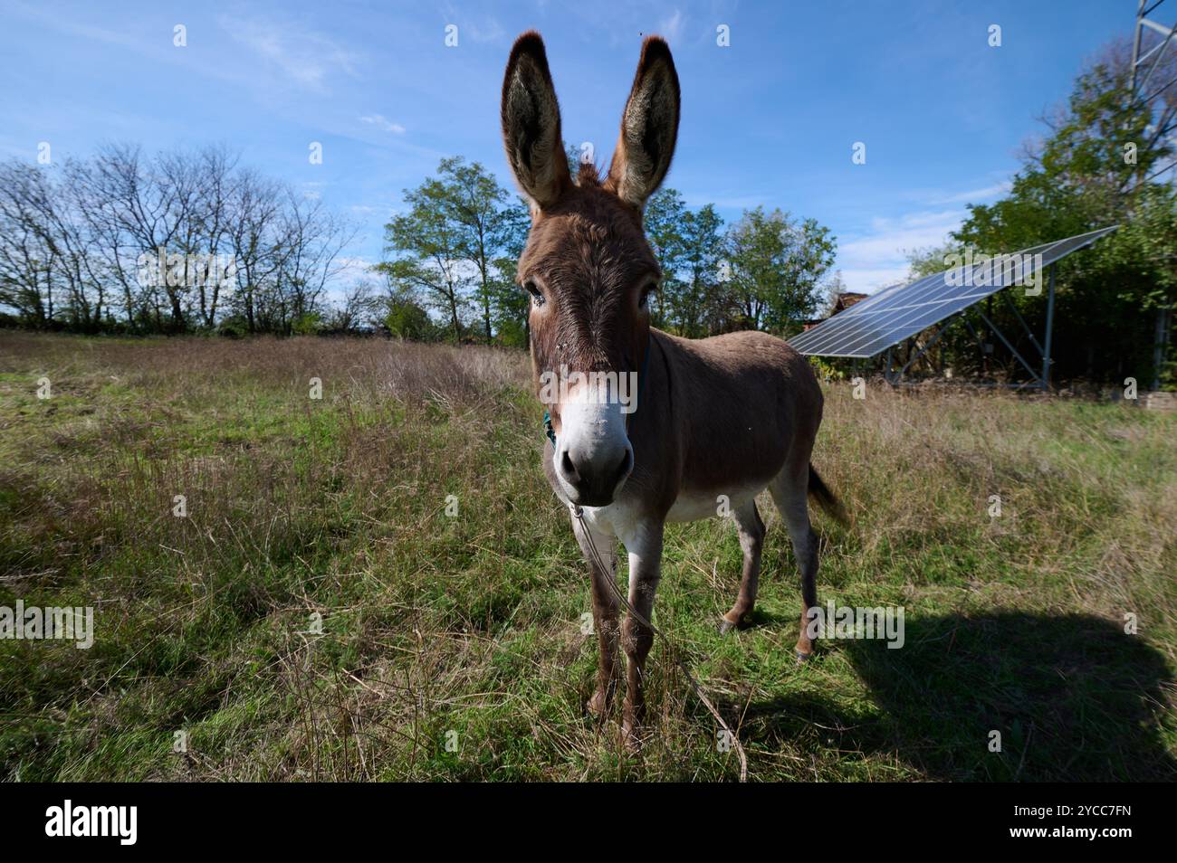 A brown donkey with tall ears standing in a green field. The blurred ...