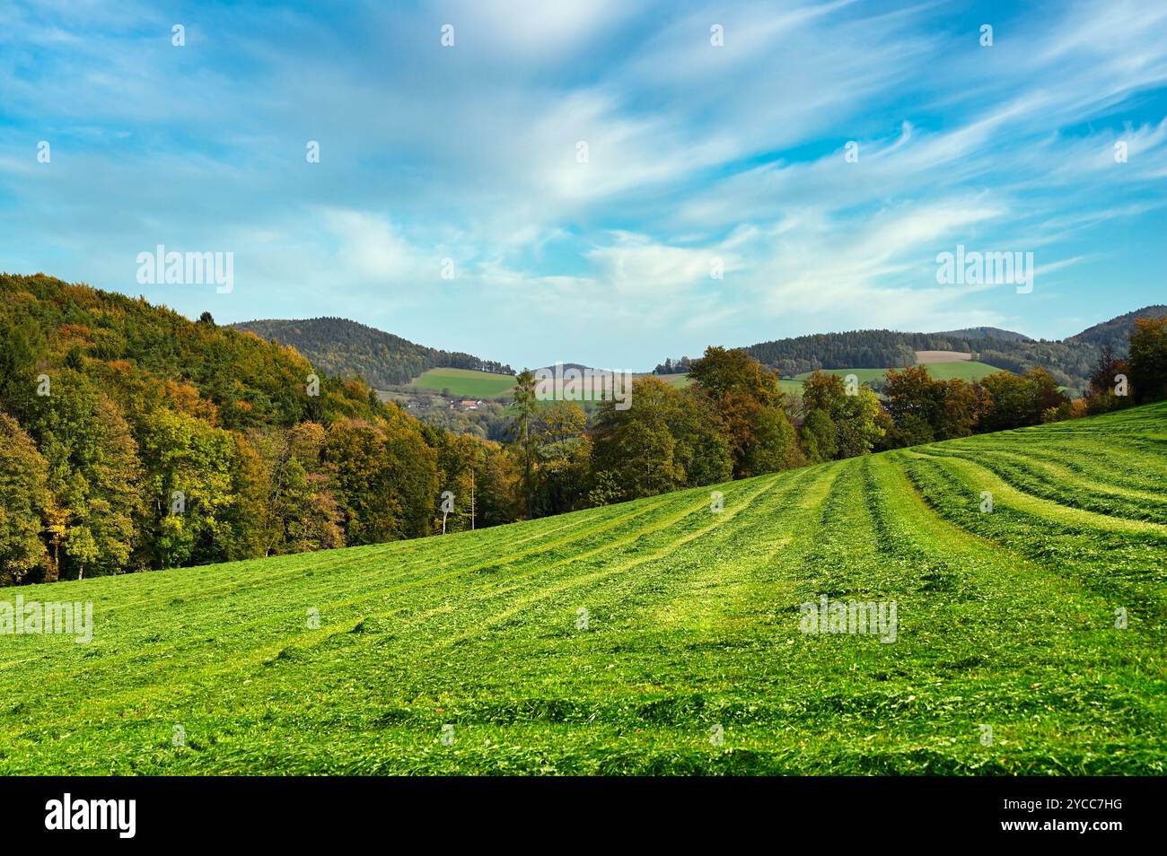 Rural landscape with windrows of freshly cut hay to dry before being ...