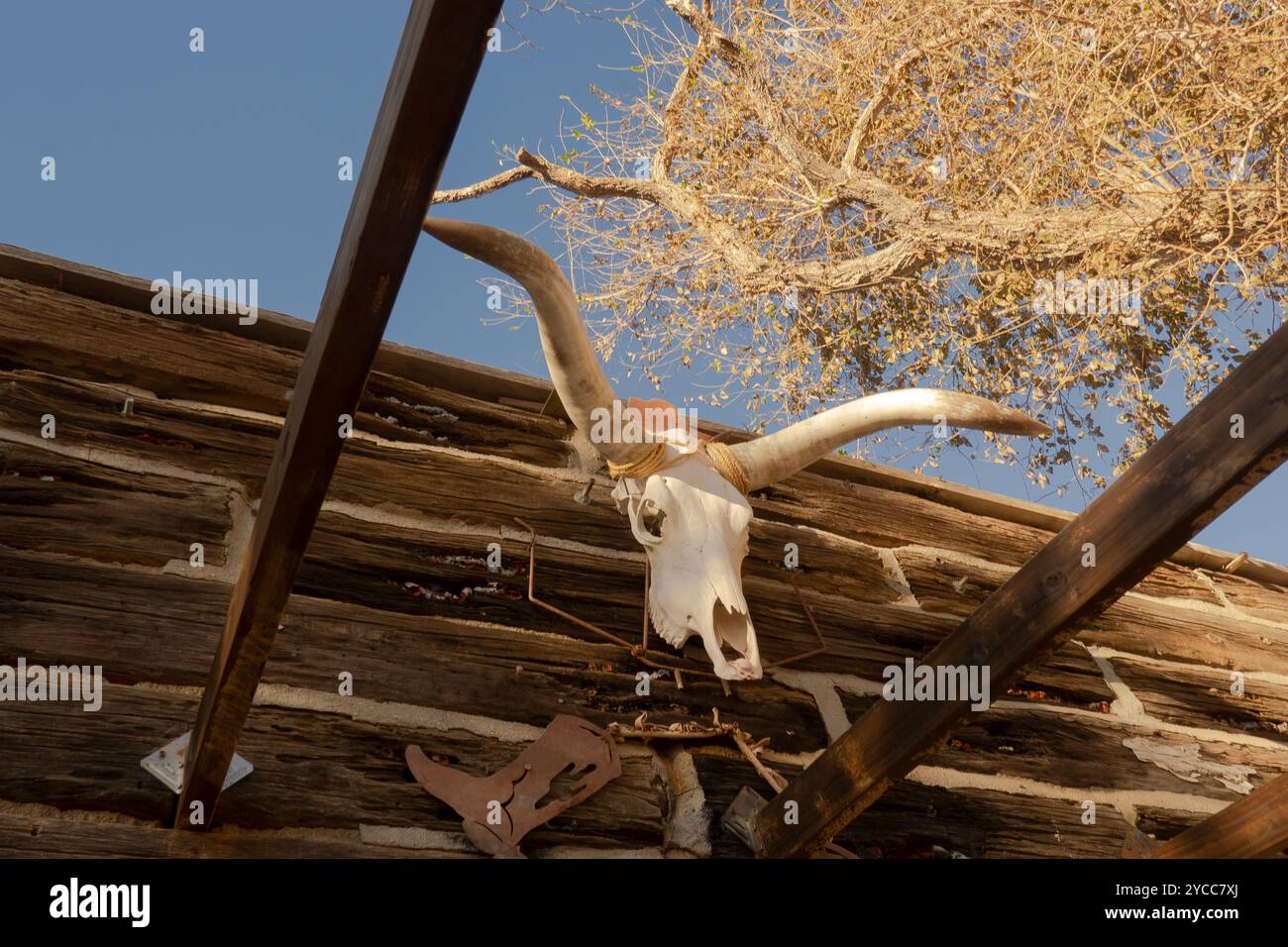 Large cow skull handing from a building in the old west recreation of ...