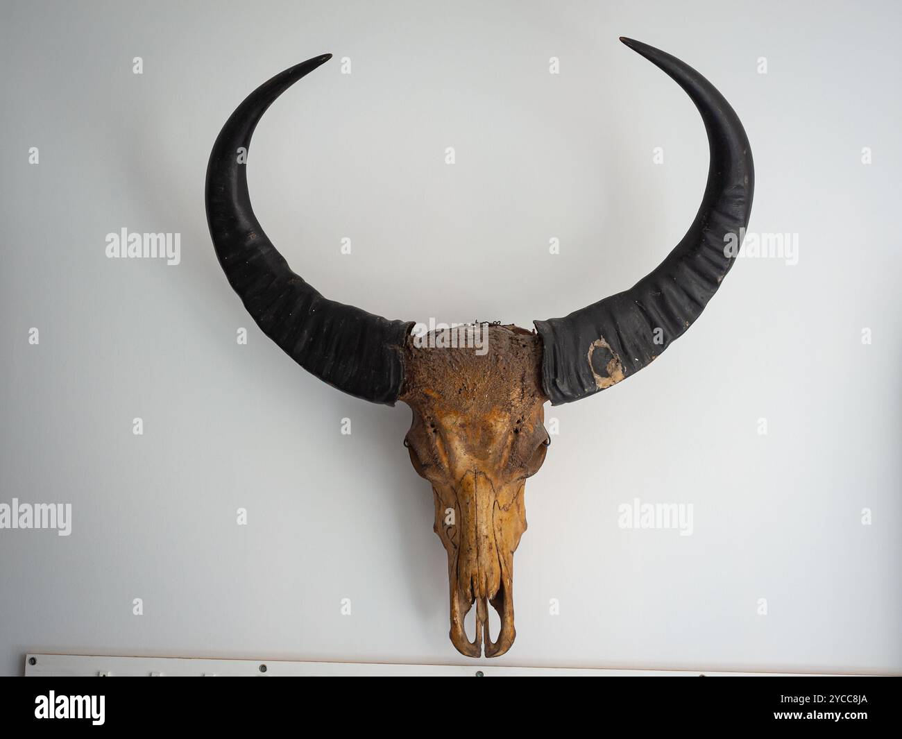 Mountain goat large horns on hi-res stock photography and images - Alamy