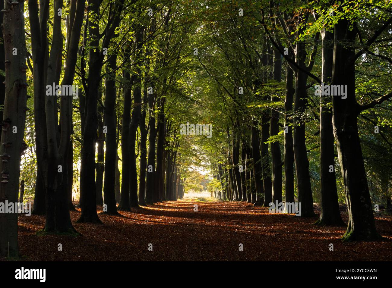 Autumn coloured leaves of beech fagus sylvatica hi-res stock ...
