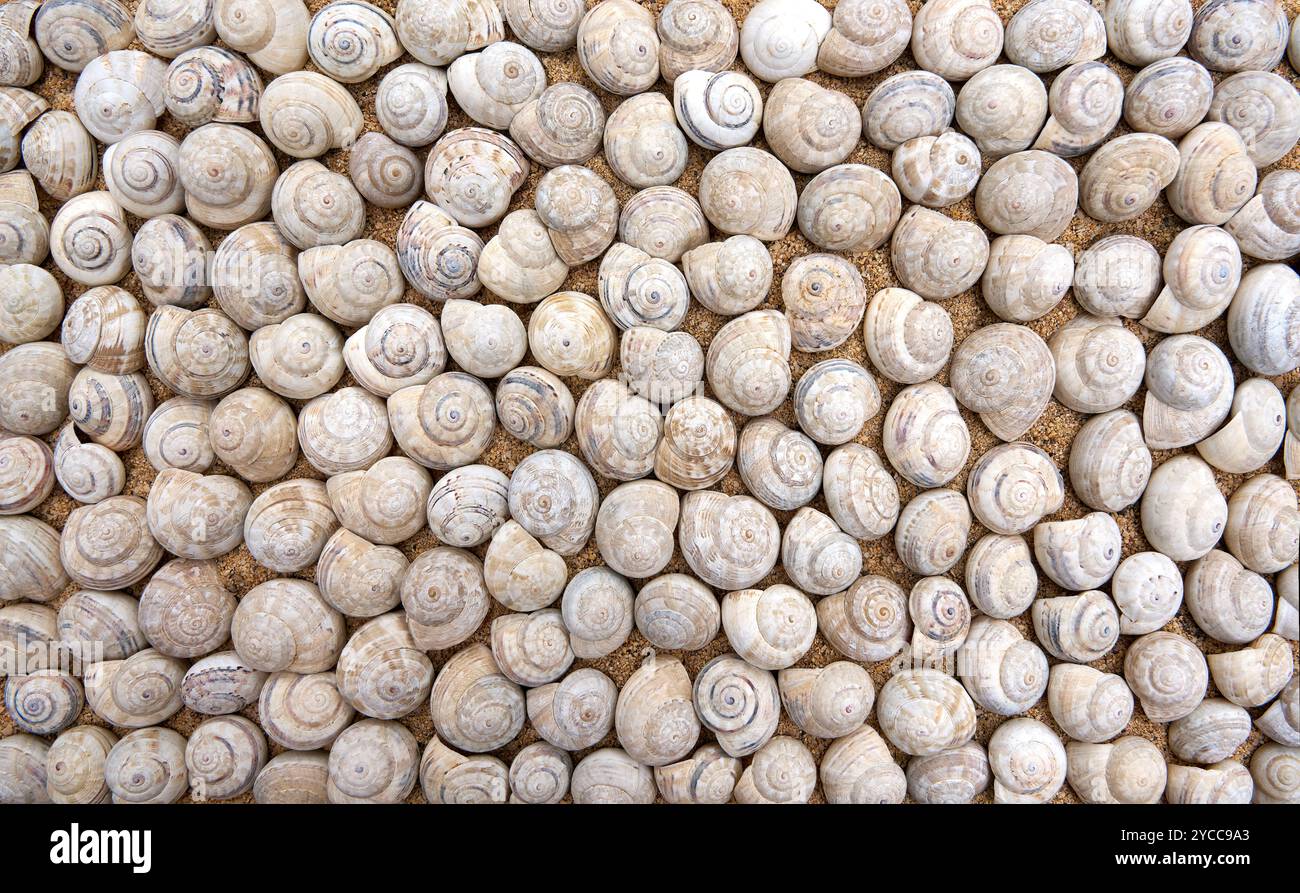 Snail shell background Stock Photo - Alamy
