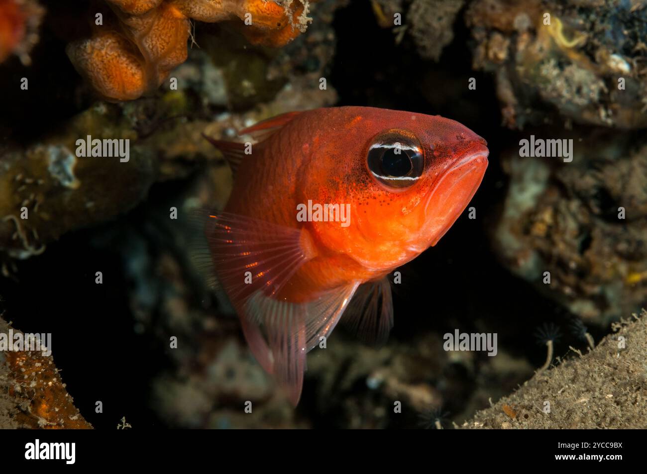 Mediterranean cardinalfish, Apogon imberbis, Costa Brava, Catalonia ...