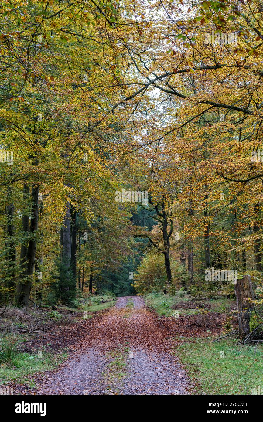 A serene and peaceful dirt path meanders through a vibrant and colorful autumn forest landscape ...
