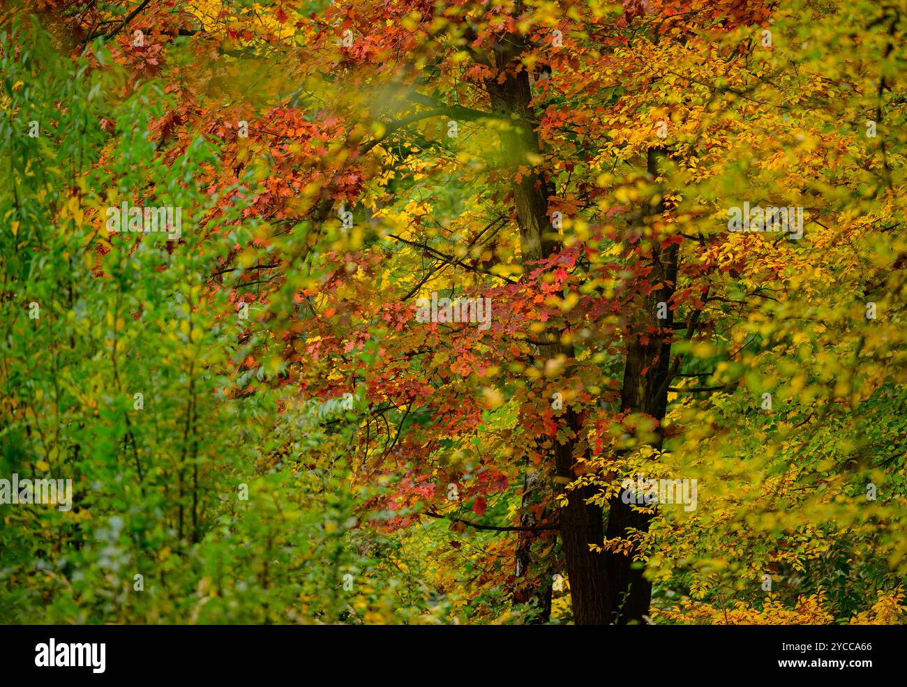 Petershagen, Germany. 21st Oct, 2024. Deciduous trees in a forest are ...
