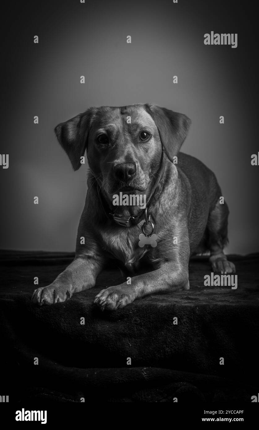 White female labrador hi-res stock photography and images - Alamy