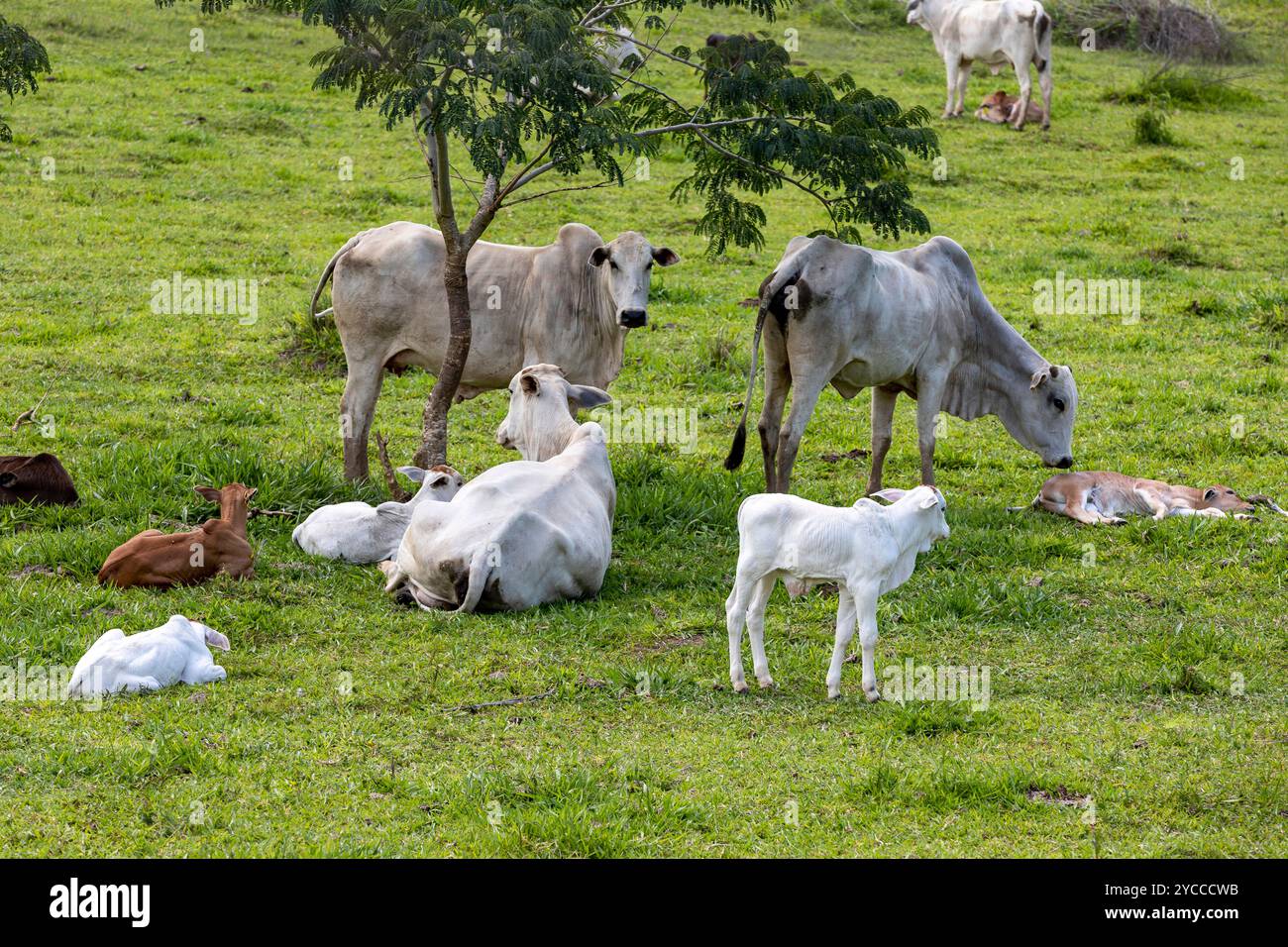 white nelore cows and calves in the pasture. Countryside of Brazil ...