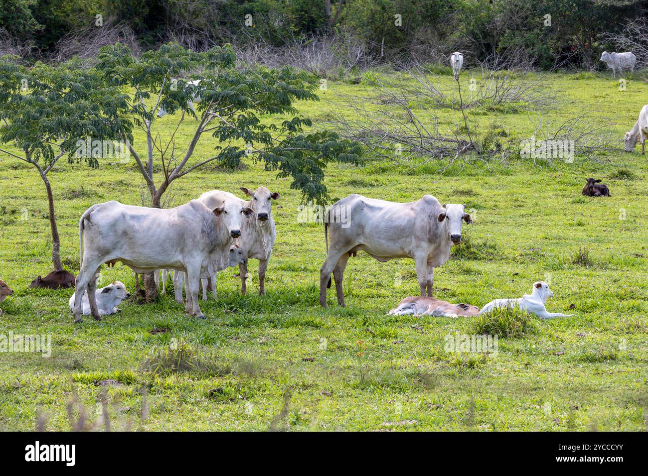 white nelore cows and calves in the pasture. Countryside of Brazil ...