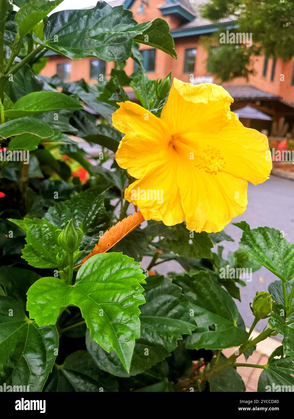 Small yellow flower green leaves hi-res stock photography and images ...