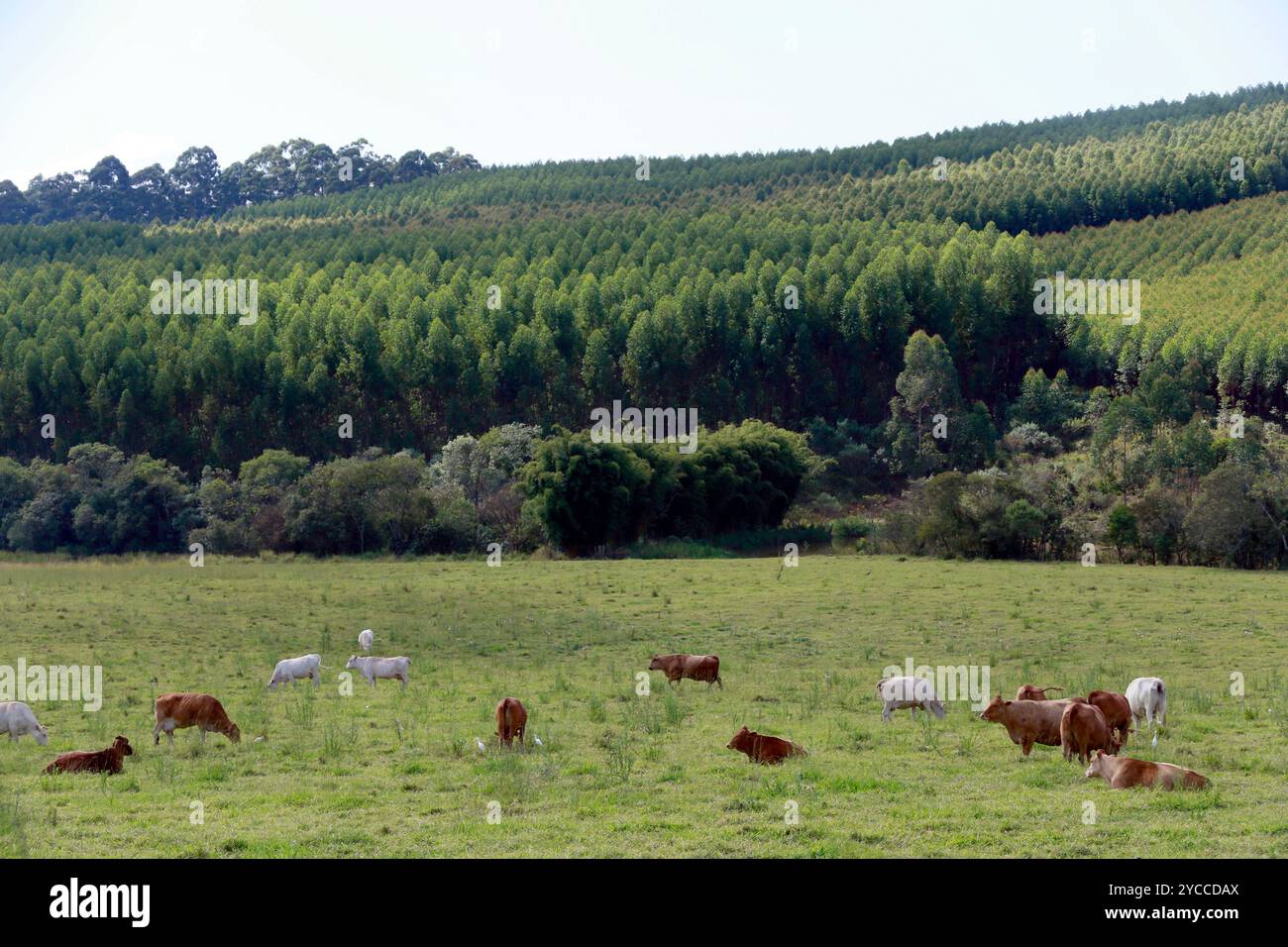 cattle in pasture inside Brazil Stock Photo - Alamy