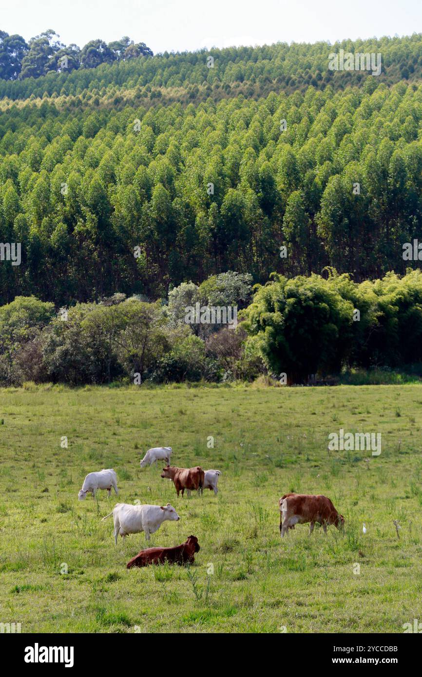 cattle in pasture inside Brazil Stock Photo - Alamy