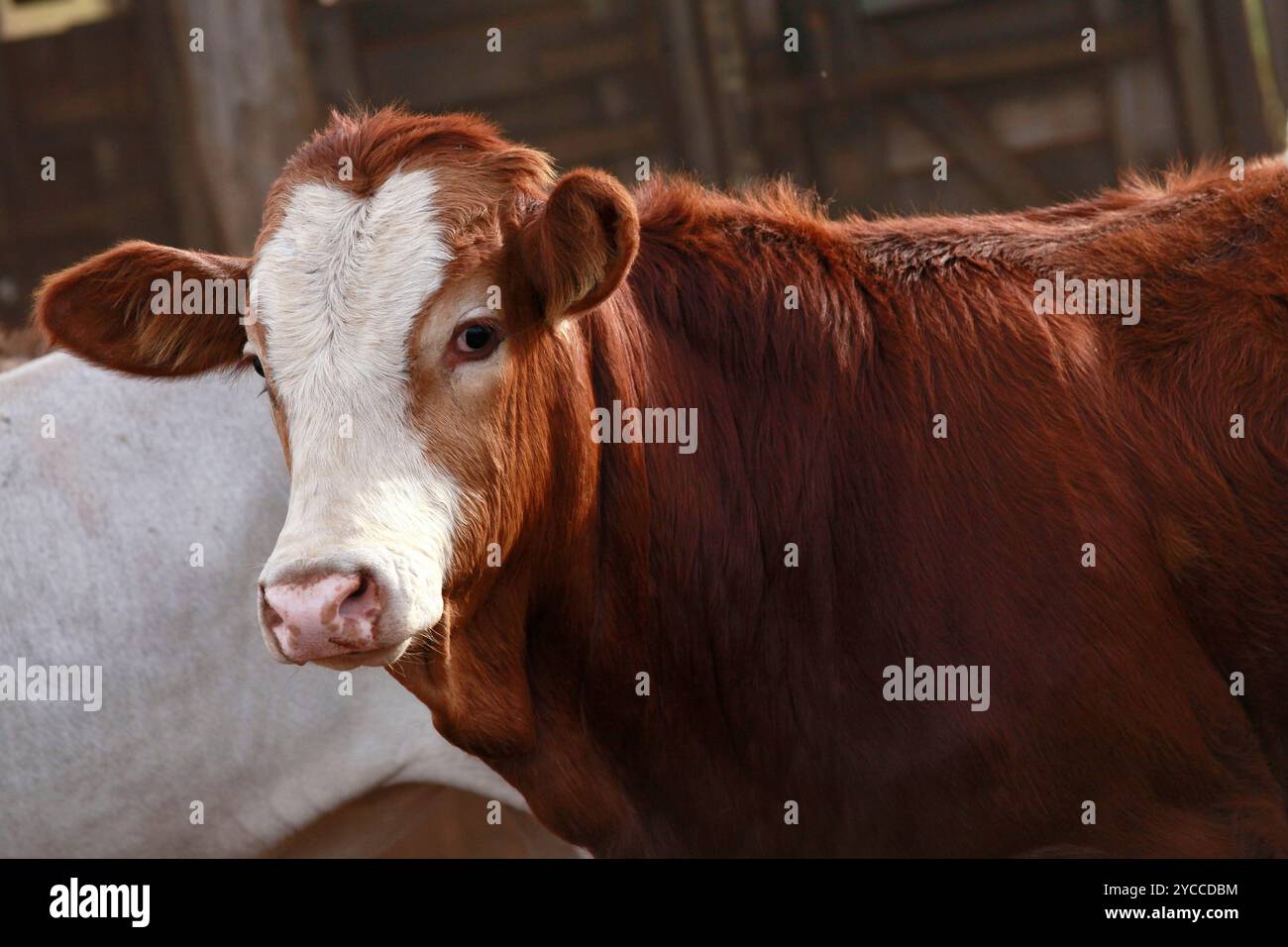 cattle in the stable on the farm looking to the camera on countryside ...