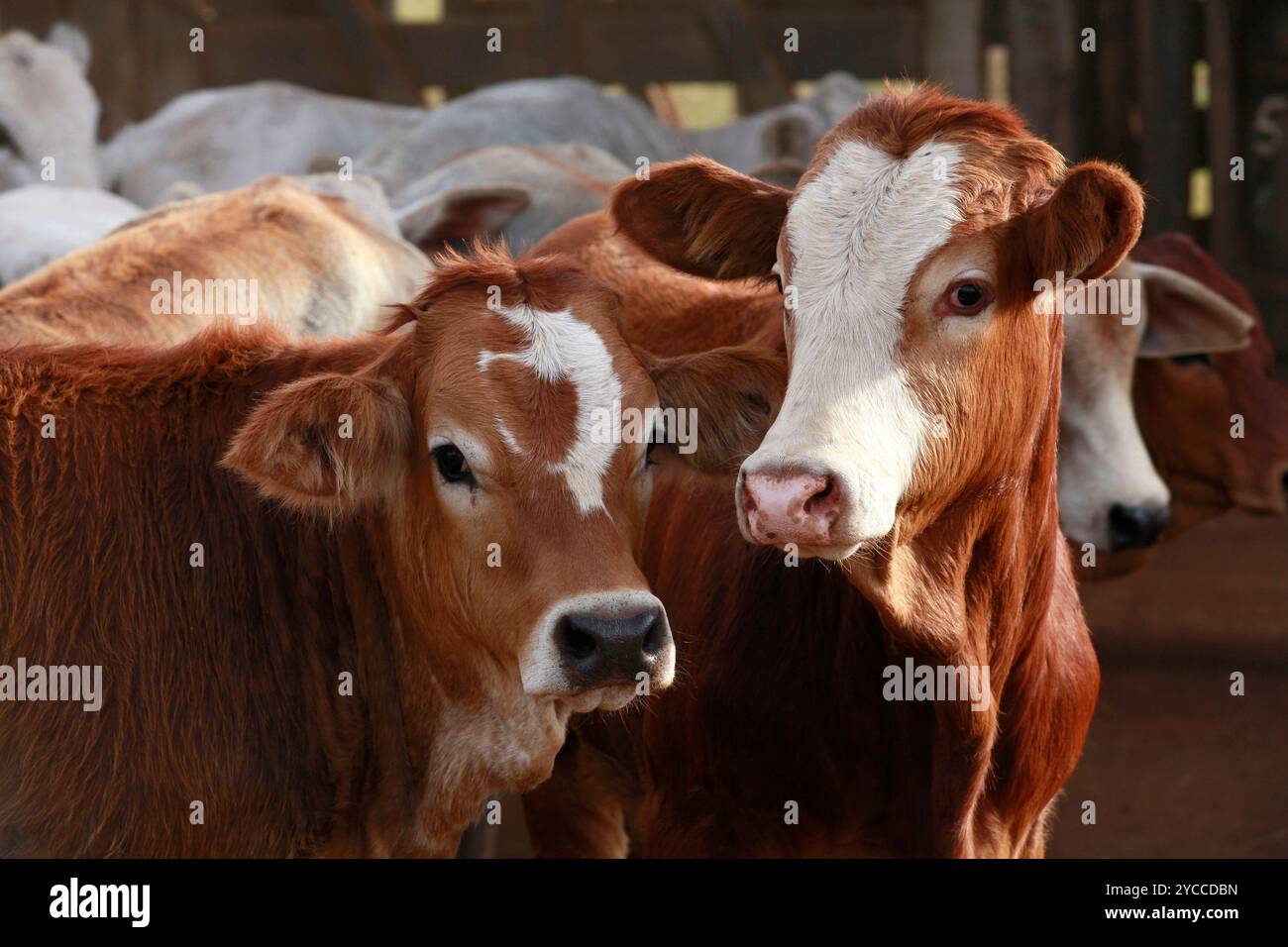 cattle in the stable on the farm looking to the camera on countryside ...