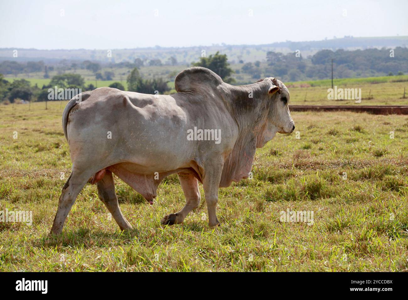 large white brahman bull in the field on countryside of Brazil Stock ...